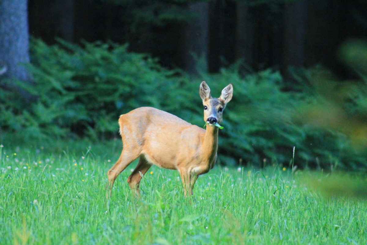 Wo wohnt das Reh, wo lebt der Specht? – Naturpark Steinwald